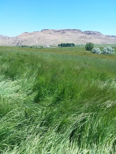 Liquid Fertilizers for Pastures & Grass | Dr JimZ - Dr. JimZ