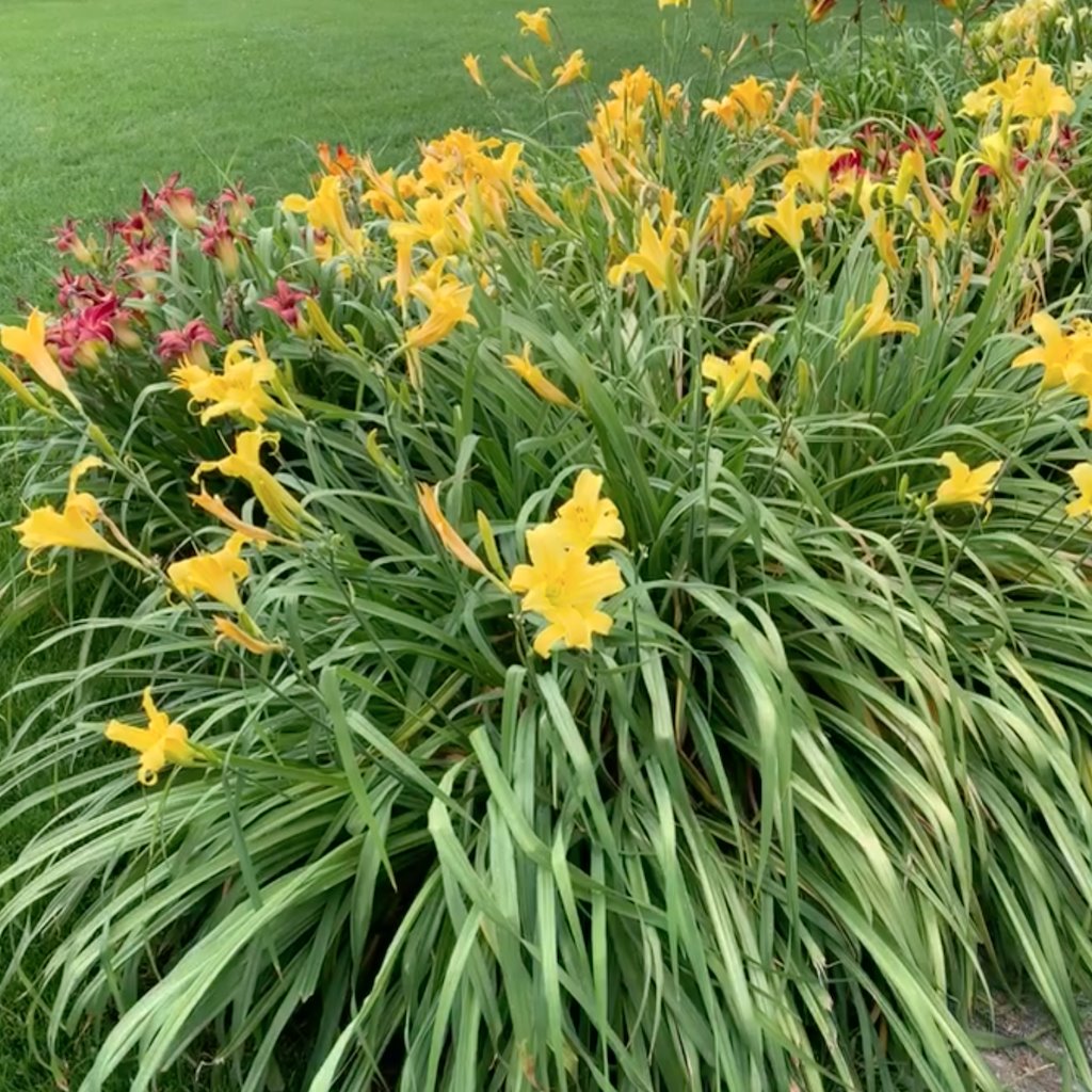 Fruit Tree Fertilizer - Chicken Soup for The Soil® 64oz - All Natural ...