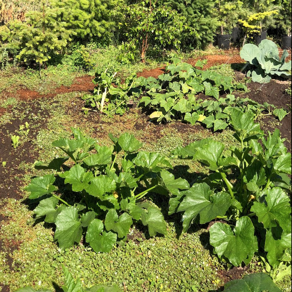 Fruit Tree Fertilizer - Chicken Soup for The Soil® 64oz - All Natural ...